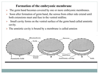 Embryonic and post embryonic development in insect | PPT