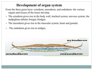 Embryonic and post embryonic development in insect | PPT