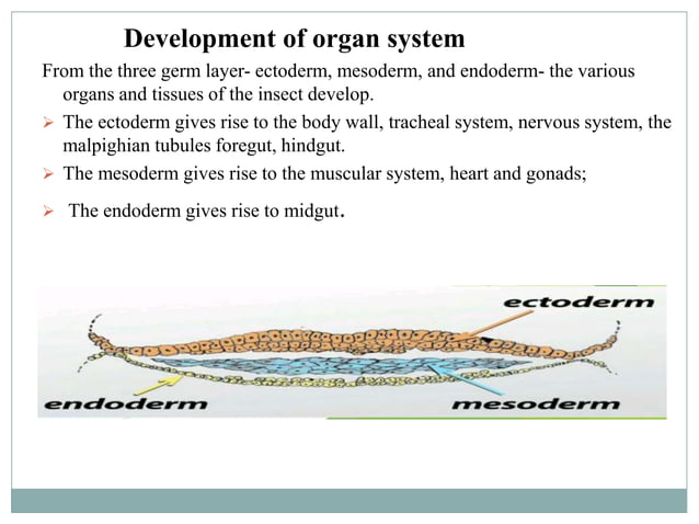Embryonic and post embryonic development in insect | PPT | Infertility ...
