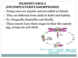 Embryonic and post embryonic development in insect | PPT