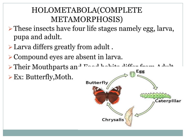 Embryonic and post embryonic development in insect | PPT | Infertility ...