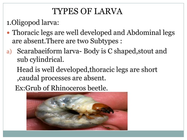 Embryonic and post embryonic development in insect | PPT | Infertility ...