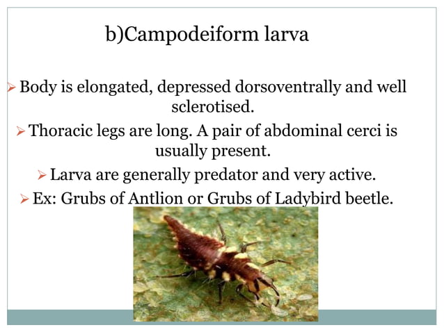 Embryonic and post embryonic development in insect | PPT | Infertility ...