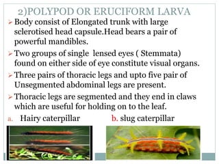 Embryonic and post embryonic development in insect | PPT