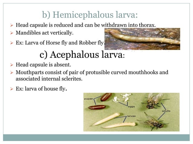 Embryonic and post embryonic development in insect | PPT | Infertility ...