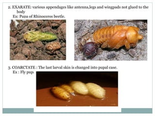 Embryonic and post embryonic development in insect | PPT