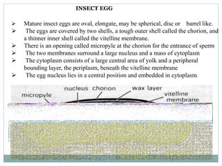 Embryonic and post embryonic development in insect | PPT