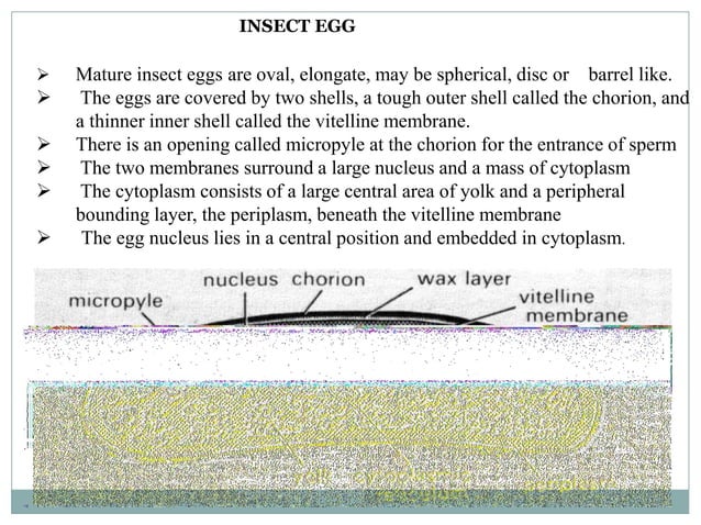 Embryonic and post embryonic development in insect | PPT | Infertility ...