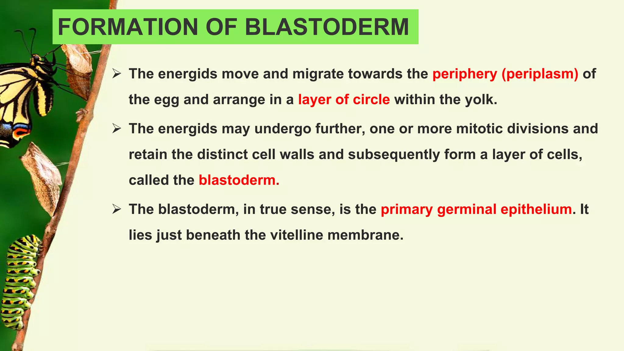 Embryonic and post embryonic development in insects | PDF