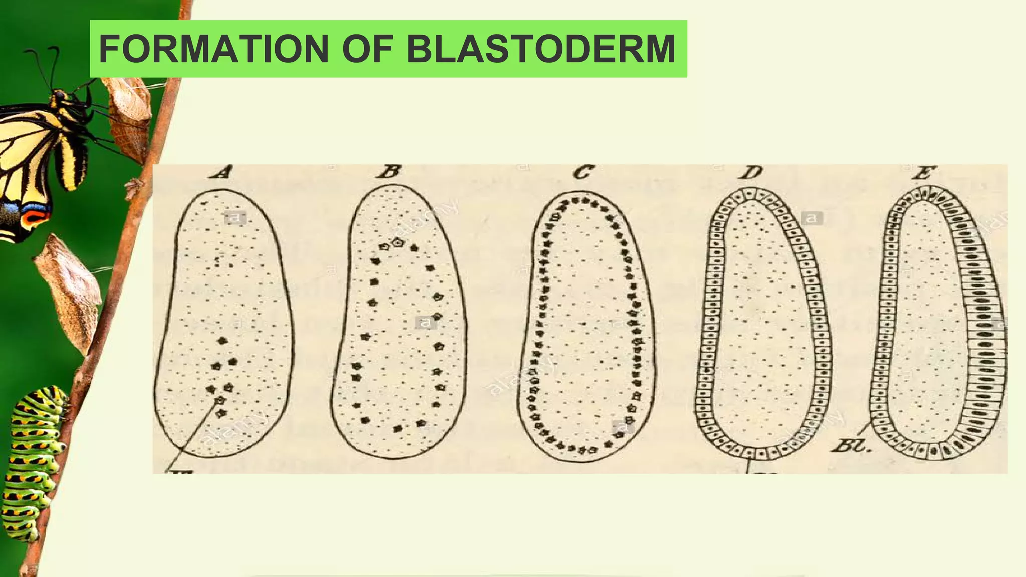 Embryonic and post embryonic development in insects | PDF