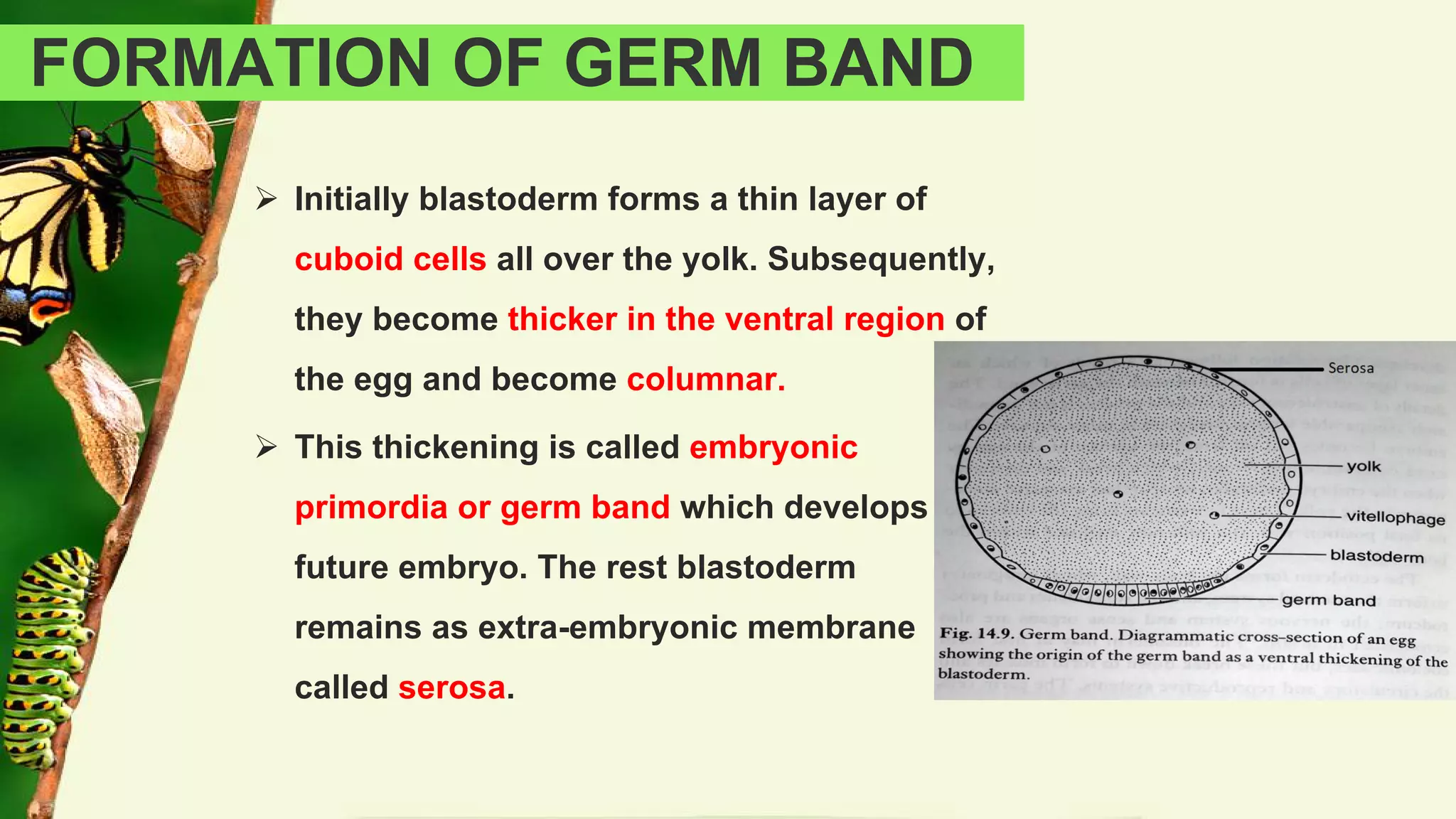 Embryonic and post embryonic development in insects | PDF