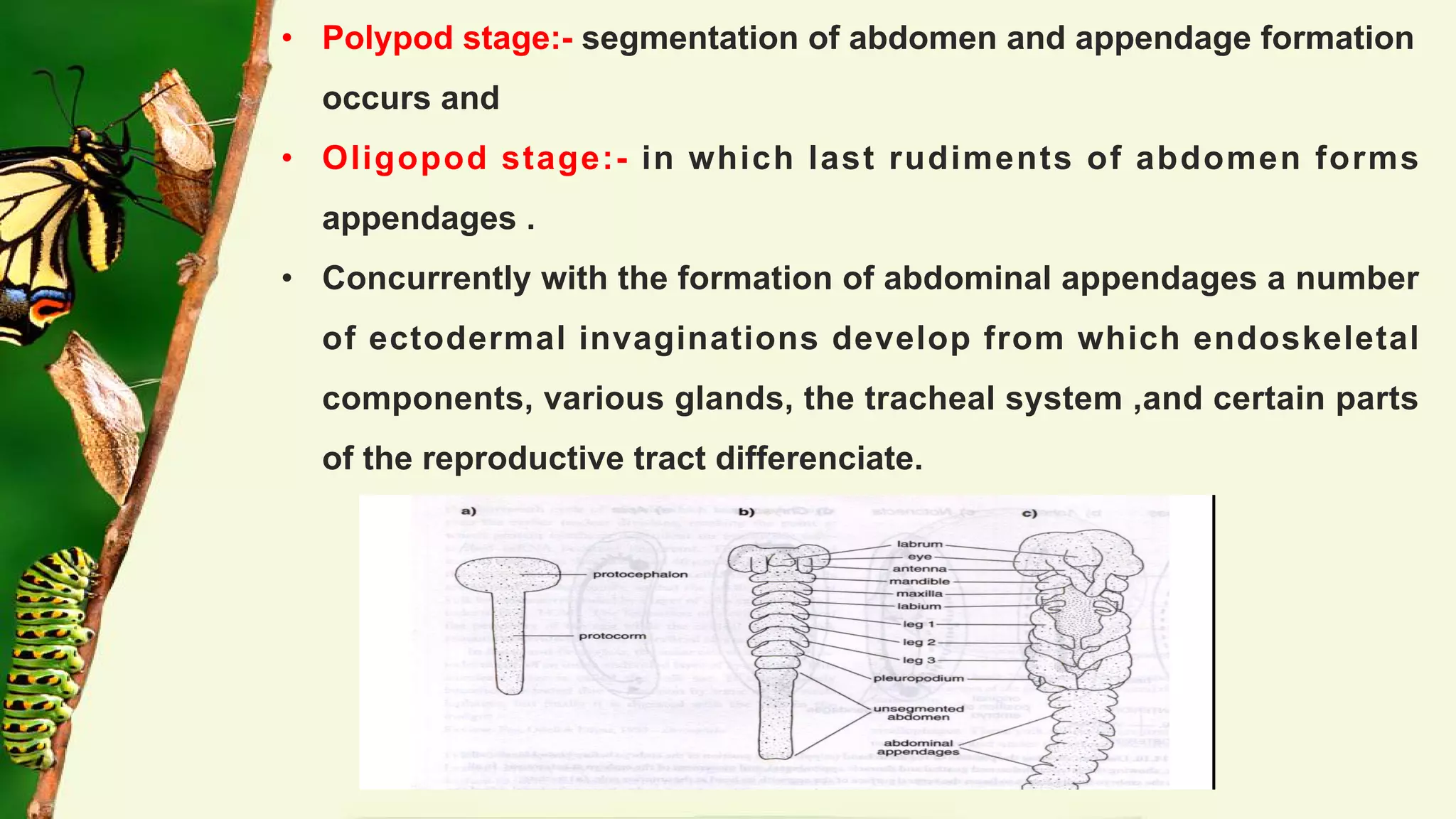 Embryonic and post embryonic development in insects | PDF