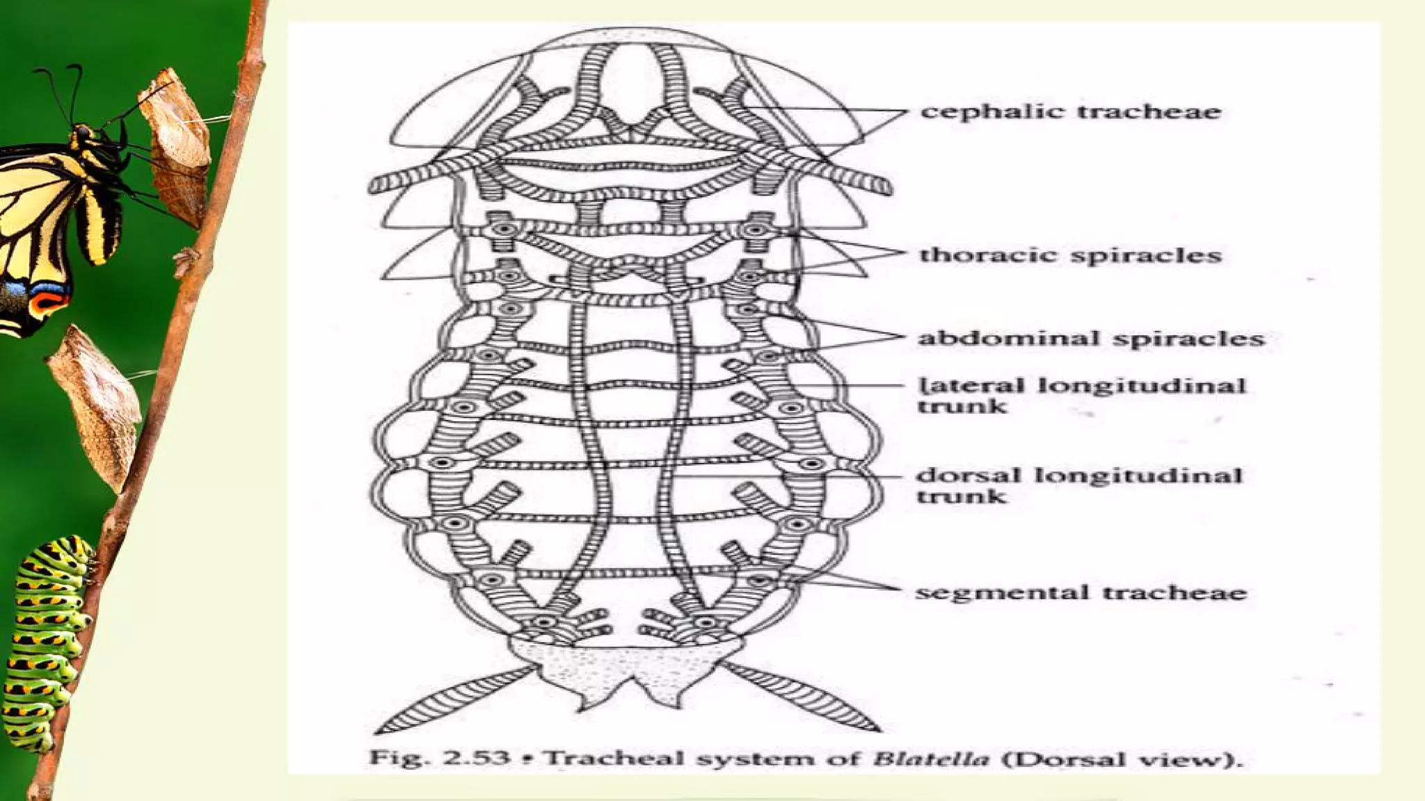 Embryonic and post embryonic development in insects | PDF