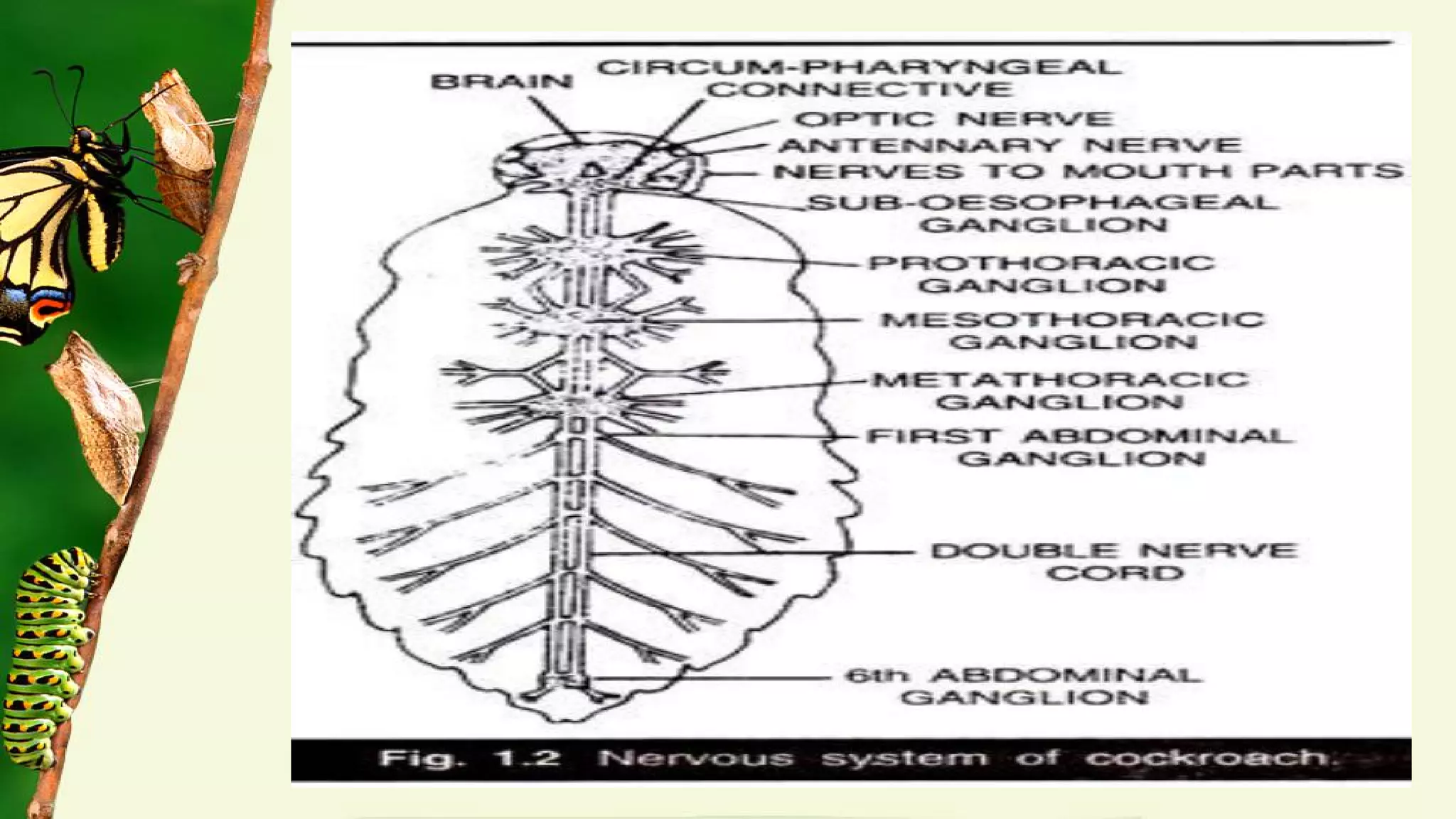 Embryonic and post embryonic development in insects | PDF