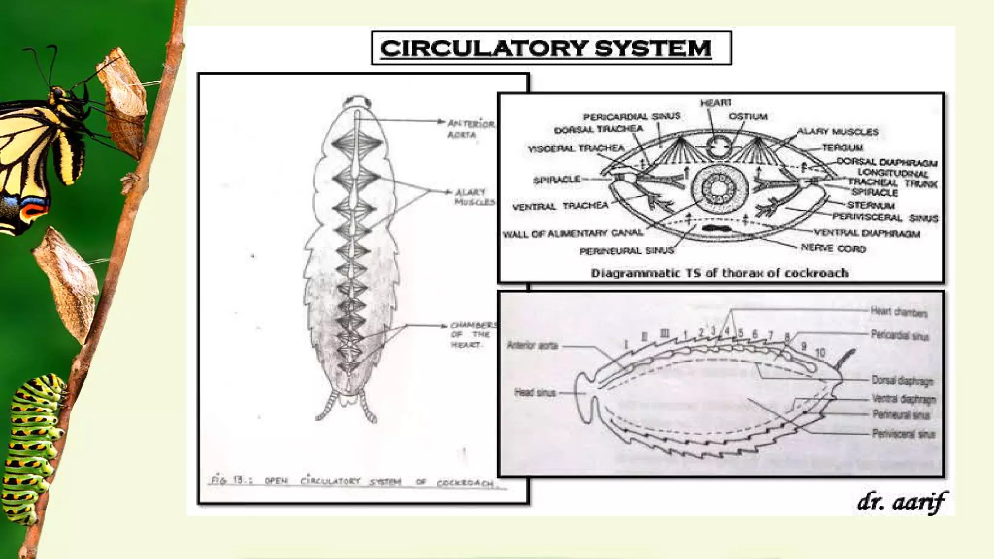 Embryonic and post embryonic development in insects | PDF