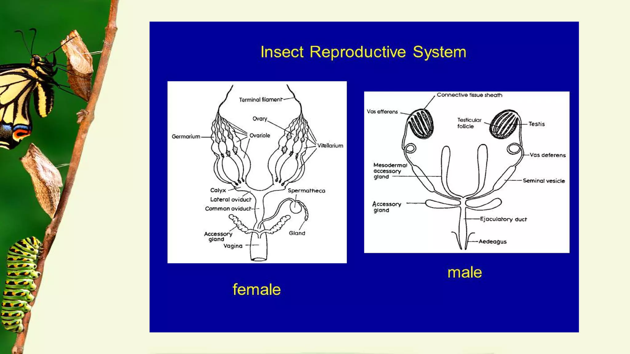 Embryonic and post embryonic development in insects | PDF