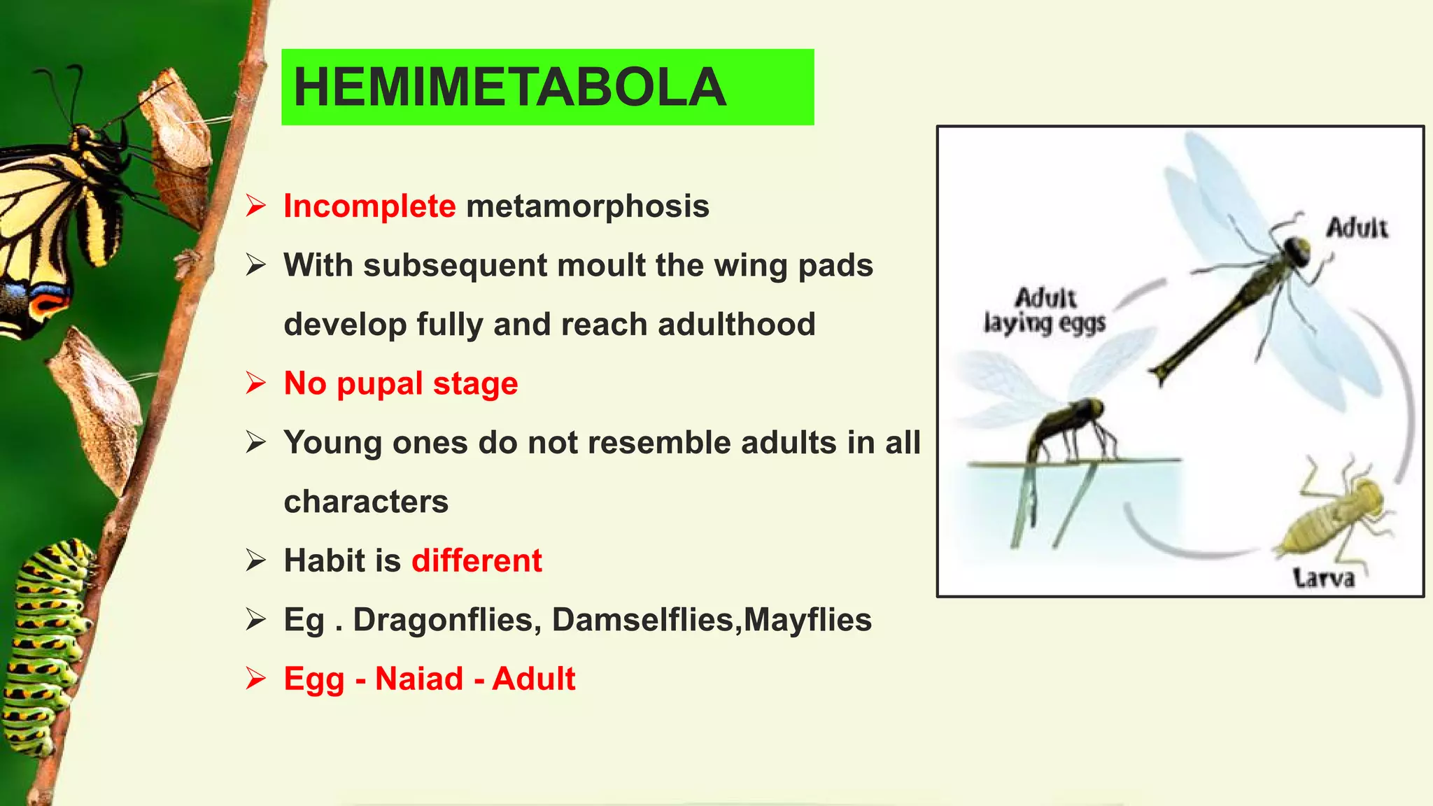 Embryonic and post embryonic development in insects | PDF