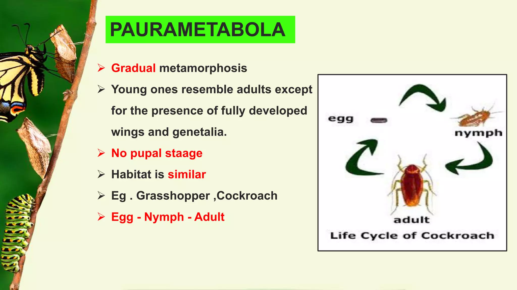 Embryonic and post embryonic development in insects | PDF