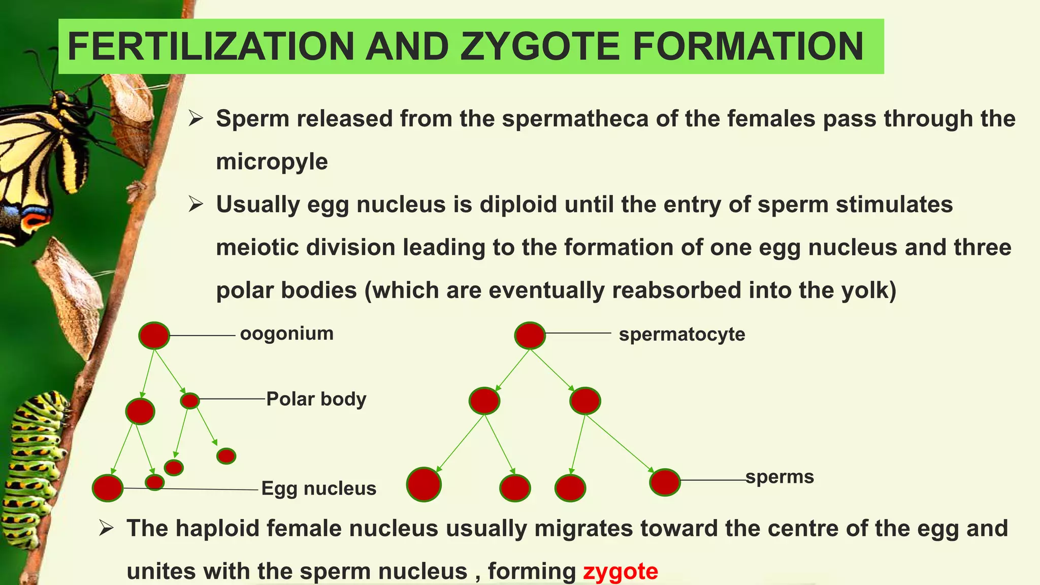 Embryonic and post embryonic development in insects | PDF