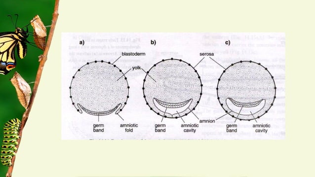 Embryonic and post embryonic development in insects | PDF