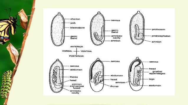 Embryonic and post embryonic development in insects | PDF