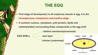Embryonic and post embryonic development in insects | PDF