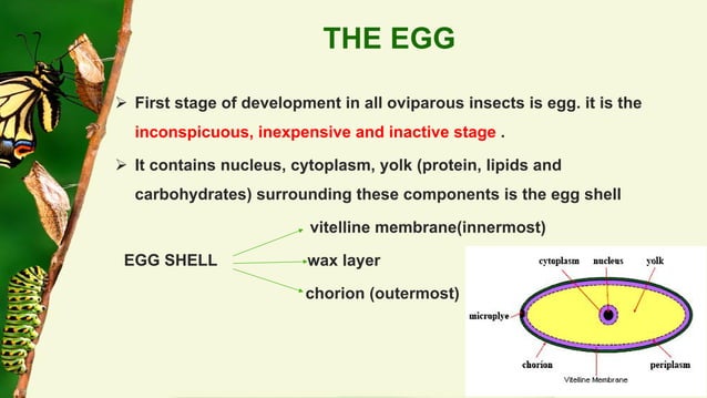 Embryonic and post embryonic development in insects | PDF