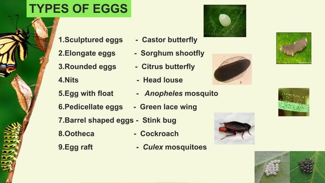 Embryonic and post embryonic development in insects | PDF