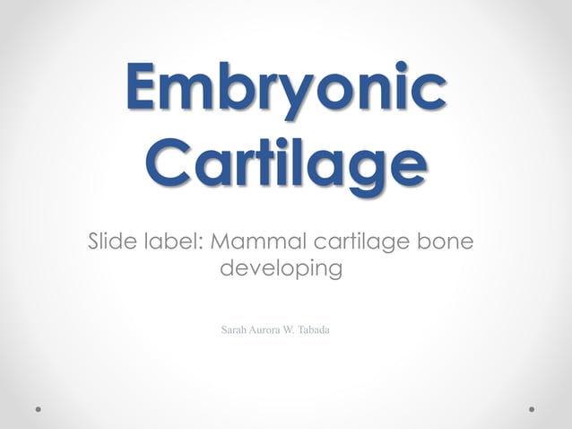 Embryonic cartilage in Mammal Developing Bone | PPTX | Lung and ...
