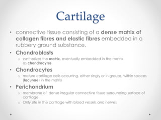 Embryonic cartilage in Mammal Developing Bone | PPTX