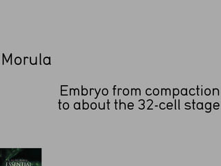 Embryonic development | PDF