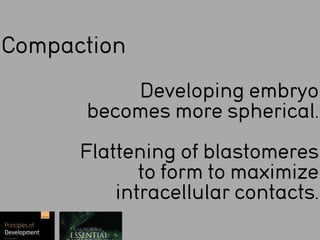 Embryonic development | PDF