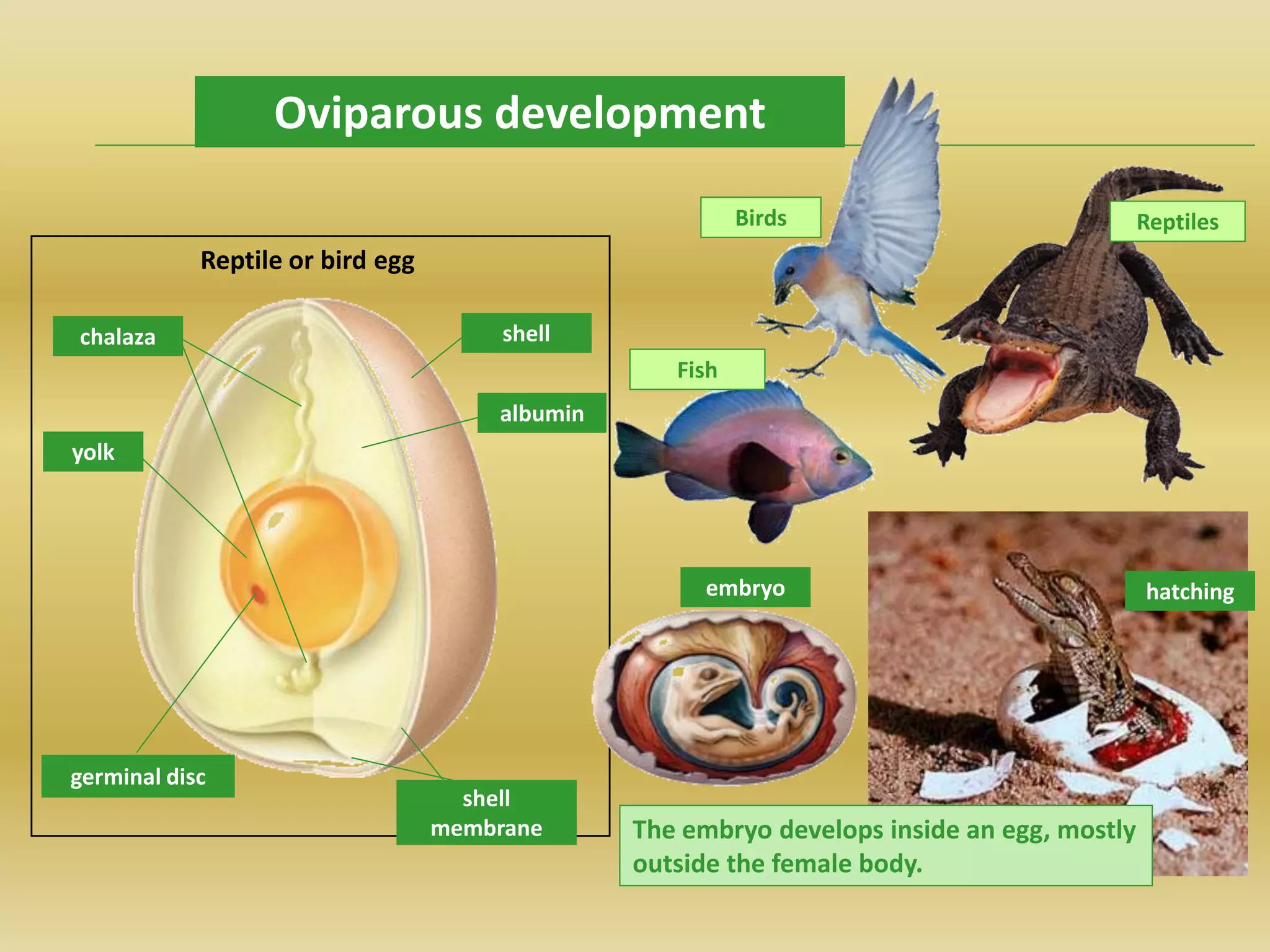 Embryonic development | PDF
