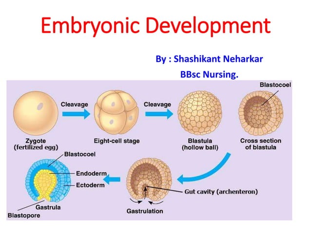 Embryonic development SlideShare. | PPTX