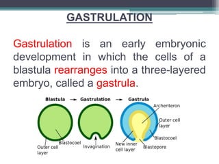 Embryonic development after fertilization | PPTX