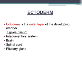Embryonic development after fertilization | PPTX