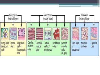 Embryonic development after fertilization | PPTX