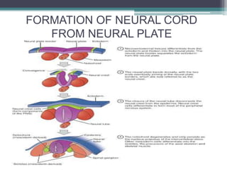 Embryonic development after fertilization | PPTX