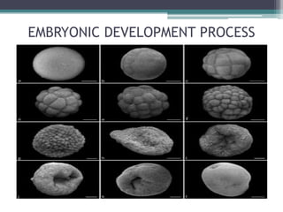 Embryonic development after fertilization | PPTX