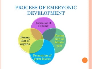 embryonic development, process and formation of blastocyst | PPT