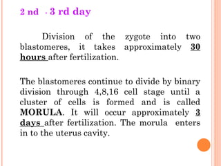 embryonic development, process and formation of blastocyst | PPT