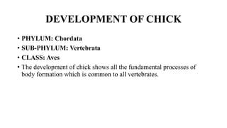 embryonic development in chick.pptx