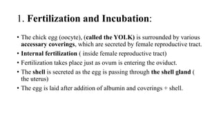 embryonic development in chick.pptx