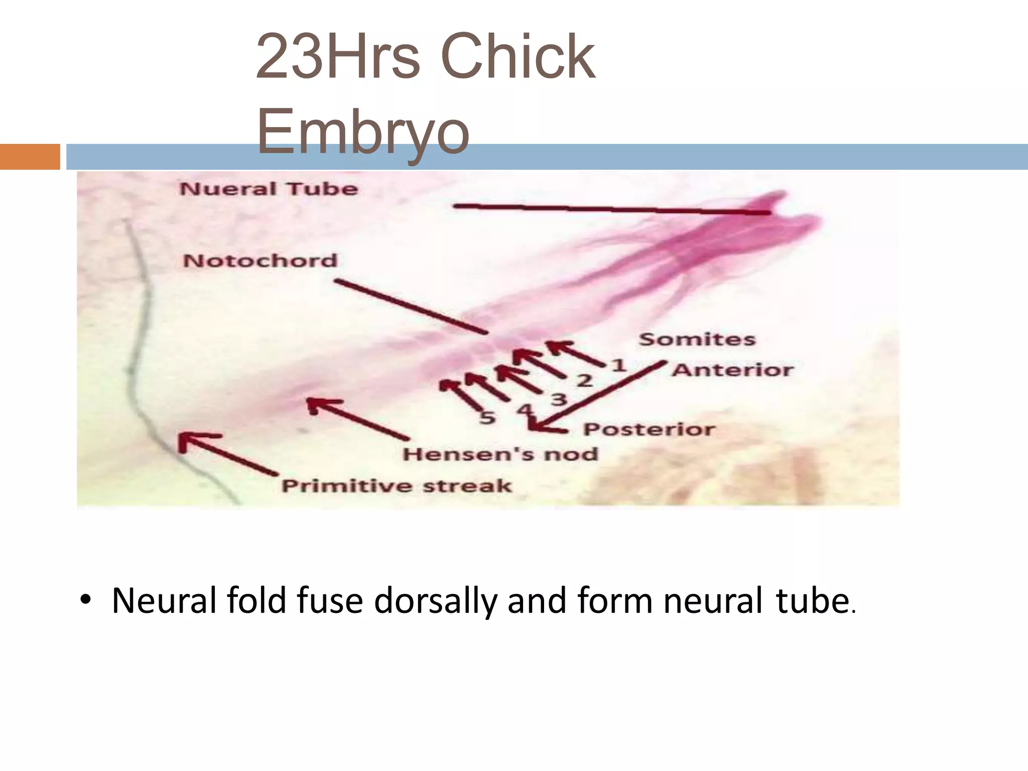 Embryonic development of chicken | PPTX