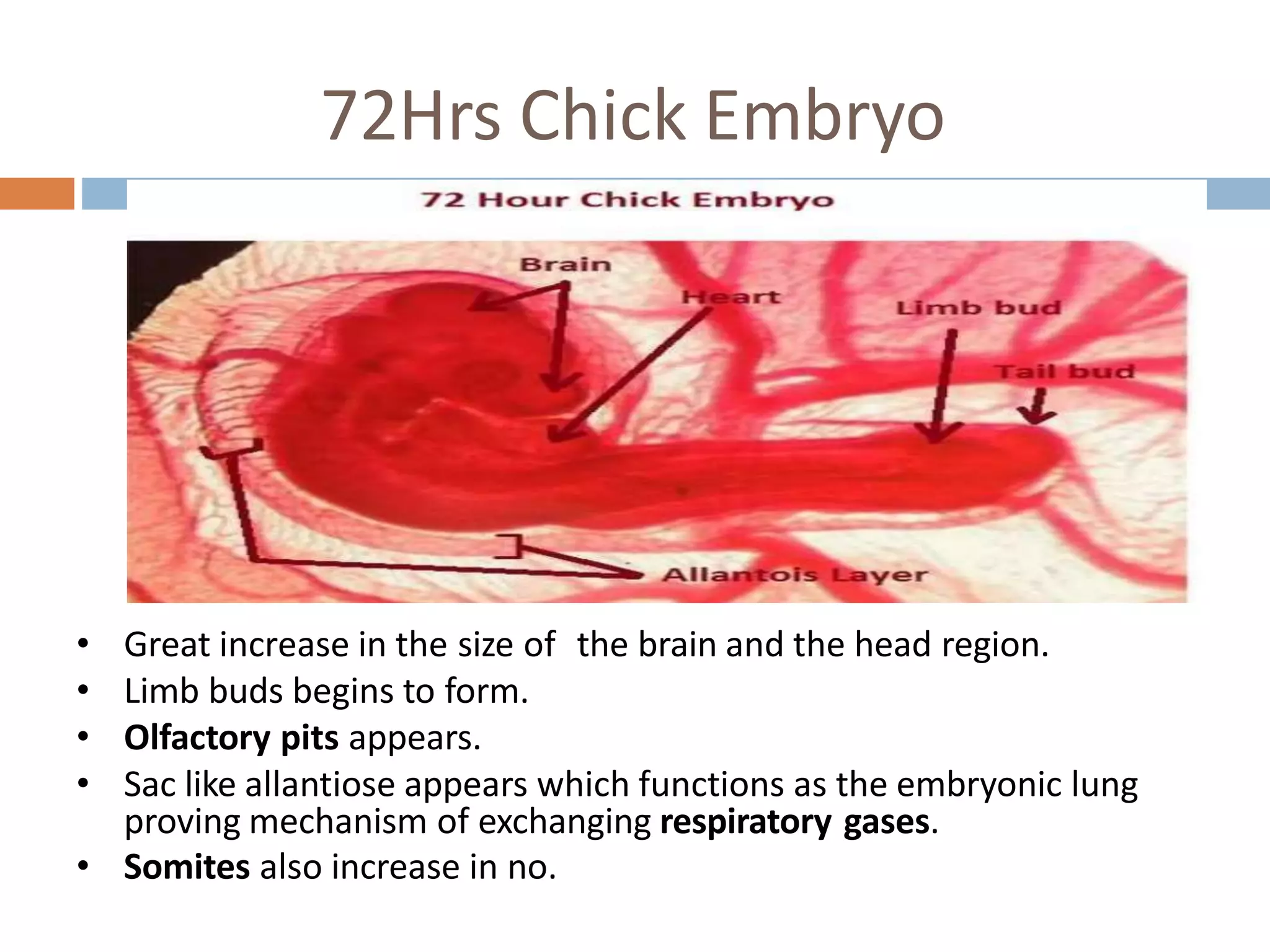 Embryonic development of chicken | PPTX