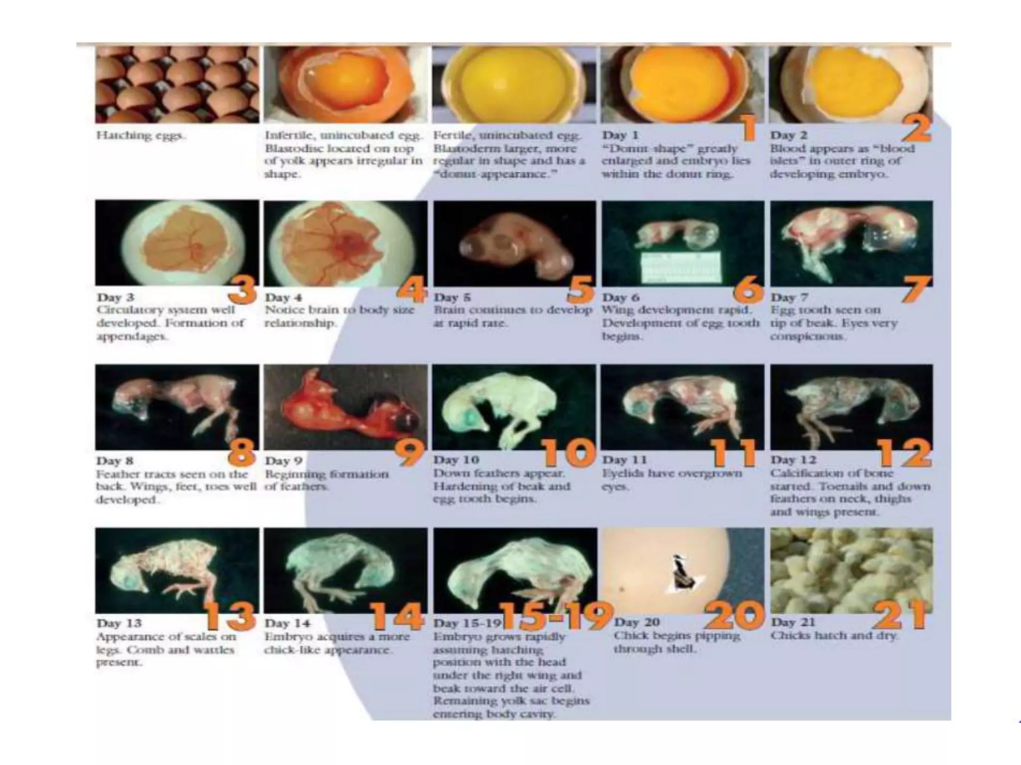 Embryonic development of chicken | PPTX