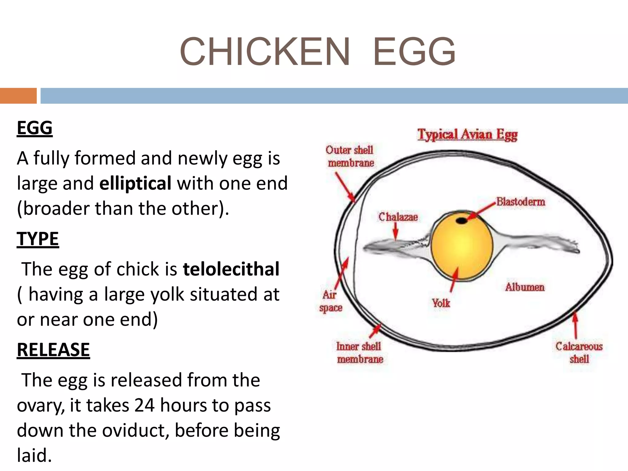 Embryonic development of chicken | PPTX