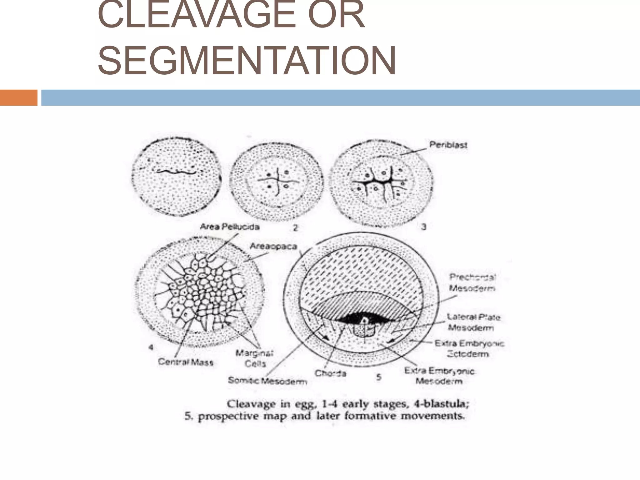 Embryonic development of chicken | PPTX