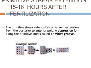 Embryonic development of chicken | PPTX