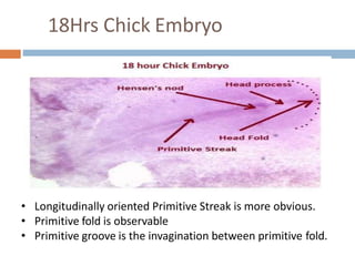 Embryonic development of chicken | PPTX